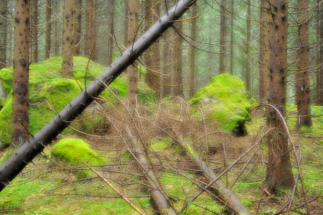 Humpa, Åtvidaberg - Fotograf Mikael Svensson